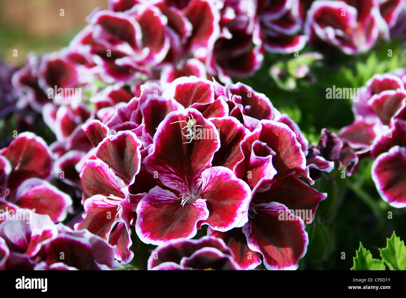 Spider geranium hi-res stock photography and images - Alamy