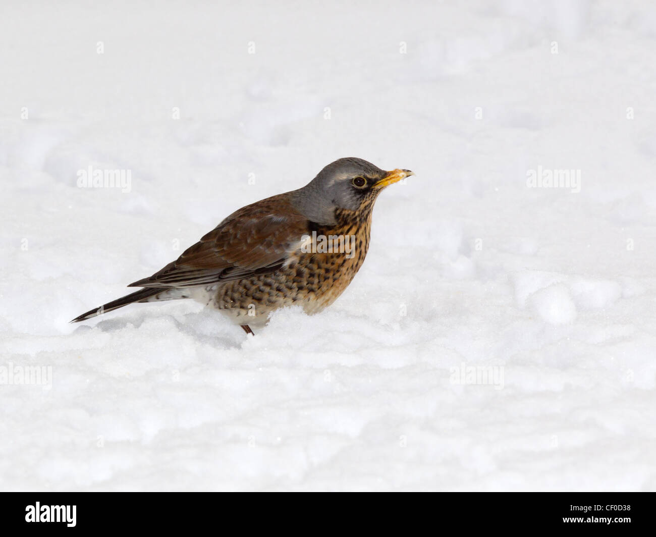 Fieldfare in snow in garden Stock Photo - Alamy