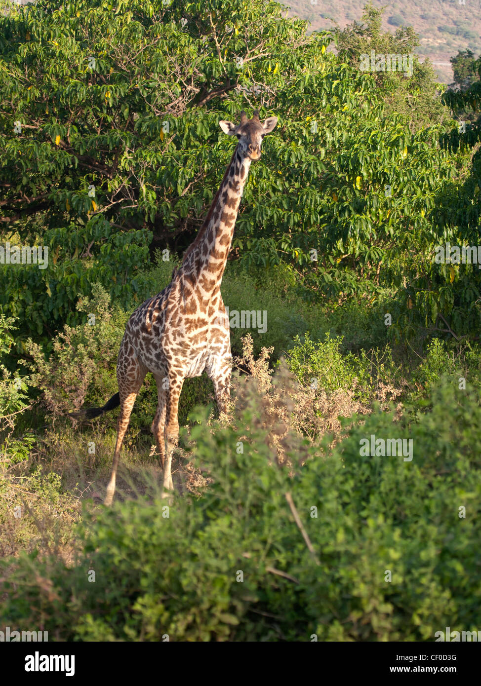 Common giraffe hi-res stock photography and images - Alamy