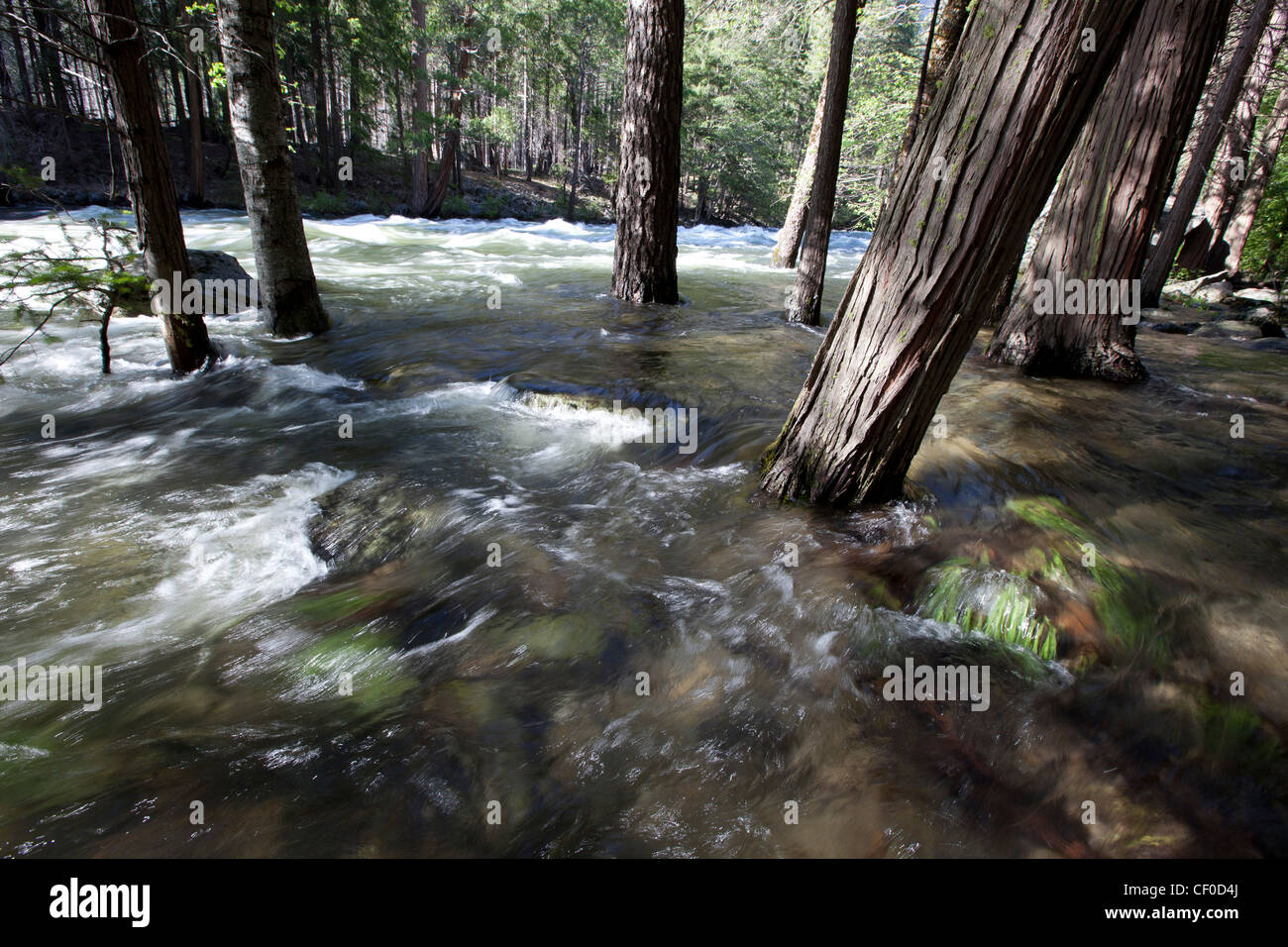 A raging Merced River floods its banks from Spring snow melt beneath El ...