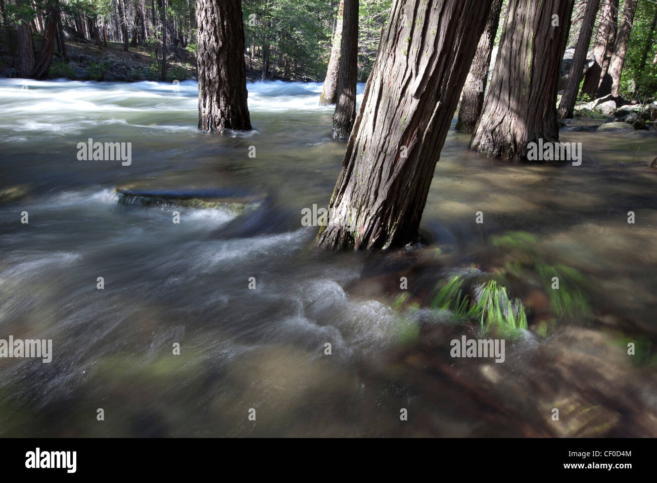 A raging Merced River floods its banks from Spring snow melt beneath El ...