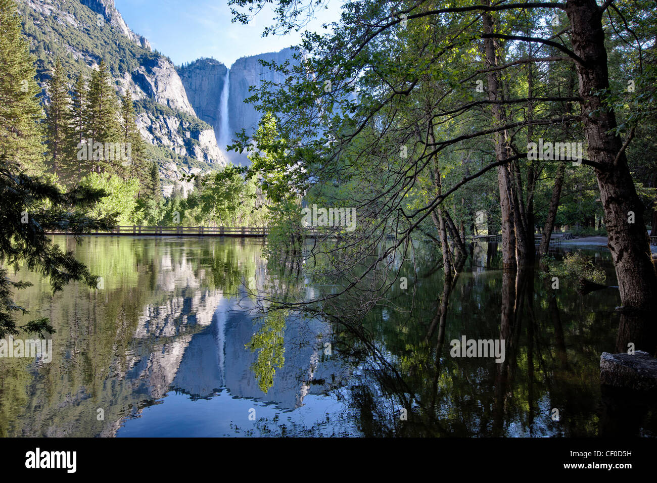 Yosemite Falls reflected in a flooded Merced River nearly flowing above ...