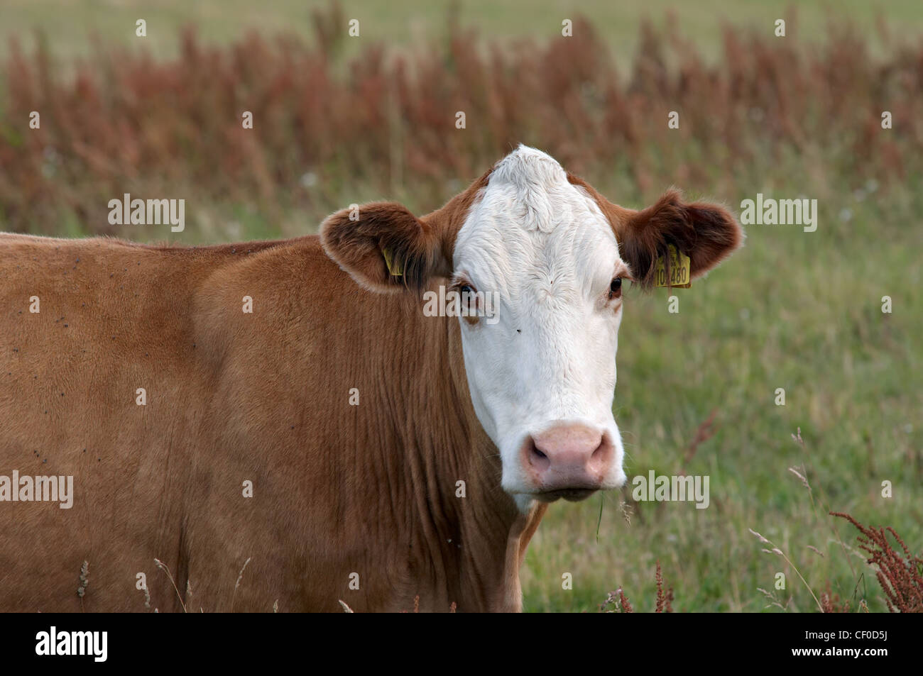 Animal head shot hi-res stock photography and images - Alamy