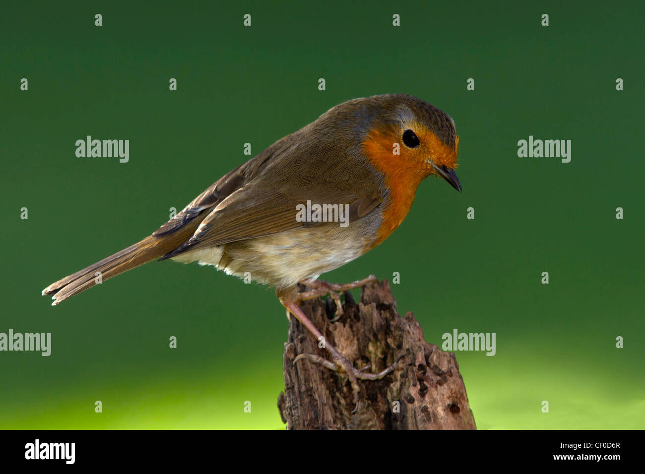 European robin perched on tree stump Stock Photo - Alamy