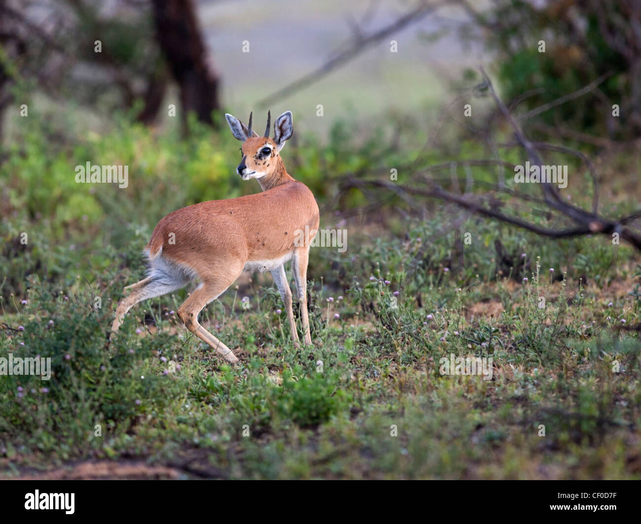 Male steinbok, Serengeti Stock Photo - Alamy