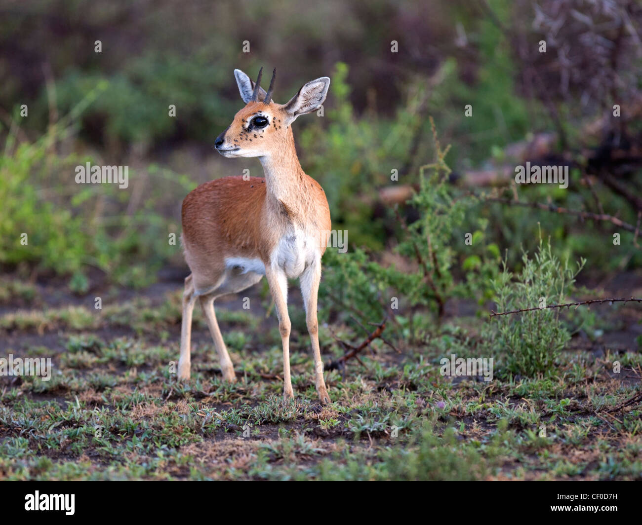 Male steinbok, Serengeti Stock Photo - Alamy