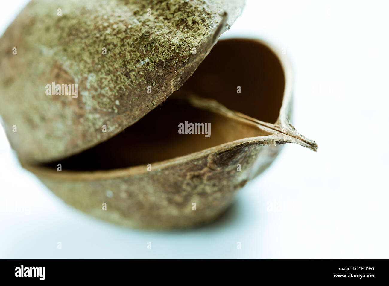 Growth and reproduction hi-res stock photography and images - Alamy