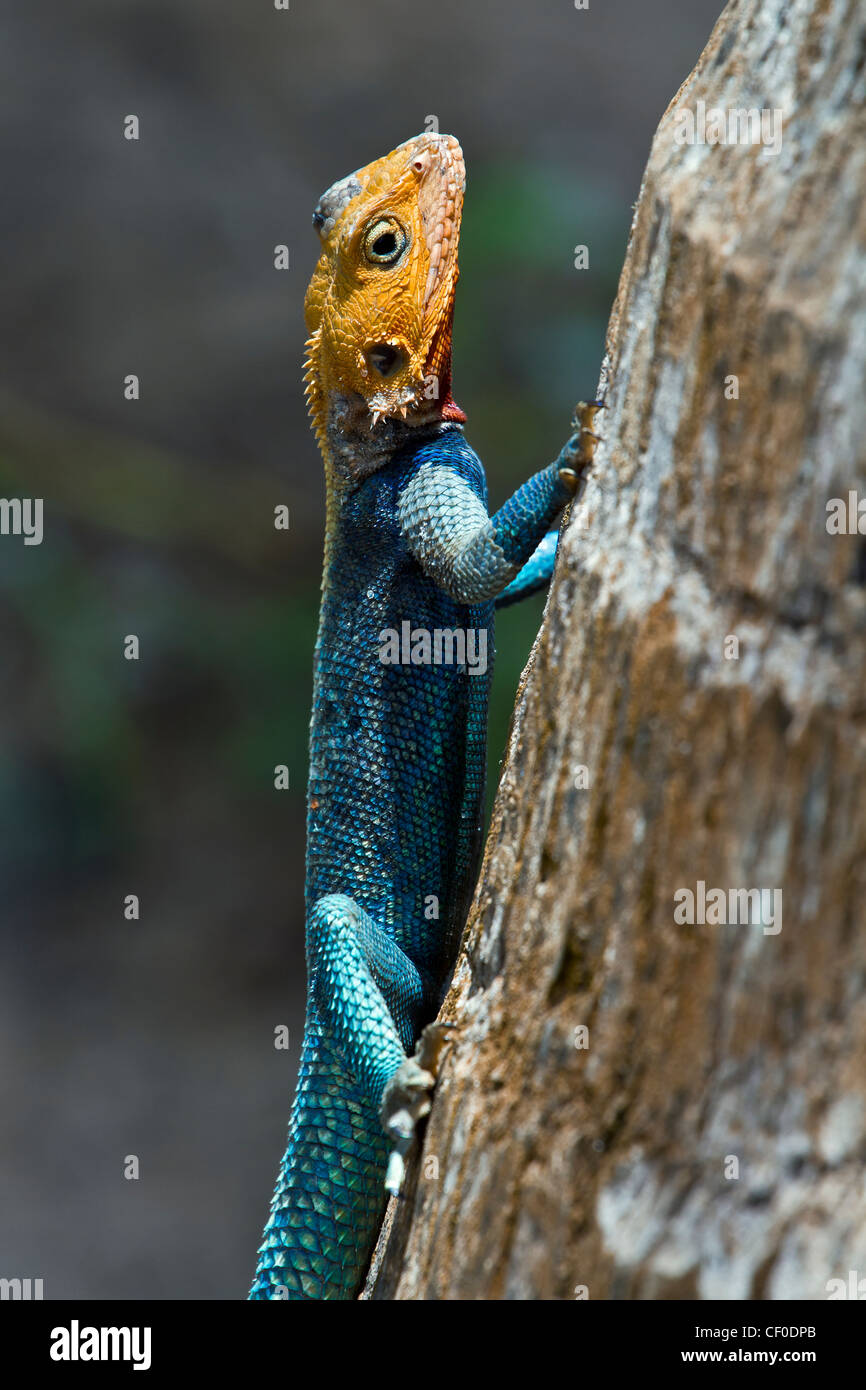 Red head lizard hi-res stock photography and images - Alamy