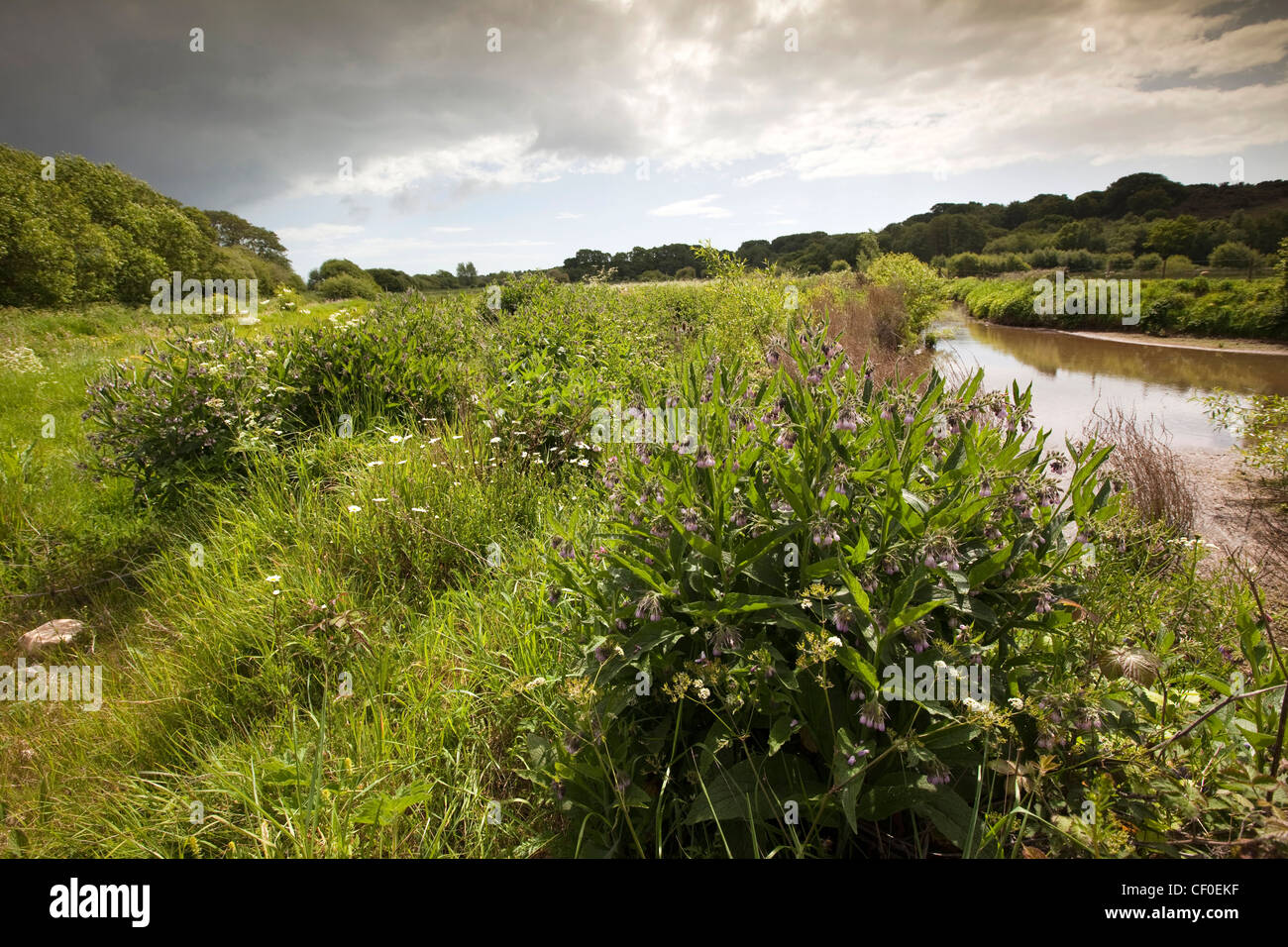 UK, England, Isle of Wight, Alverstone, Yar River Trail, borage and ...