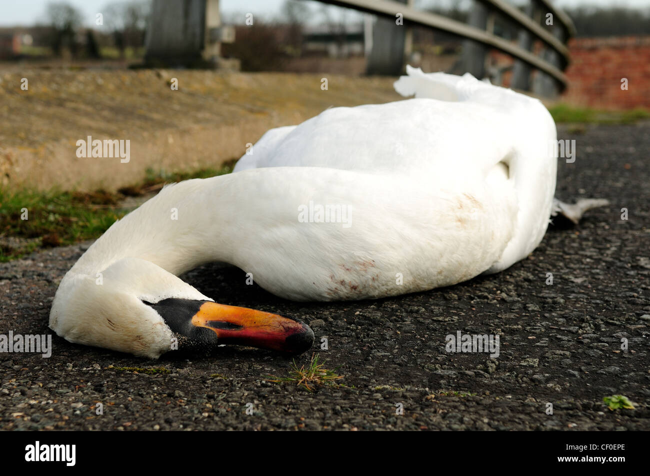Dead swan hi-res stock photography and images - Alamy