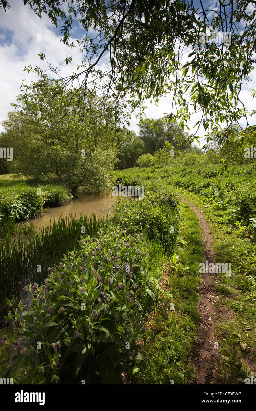 River plant picture hi-res stock photography and images - Alamy