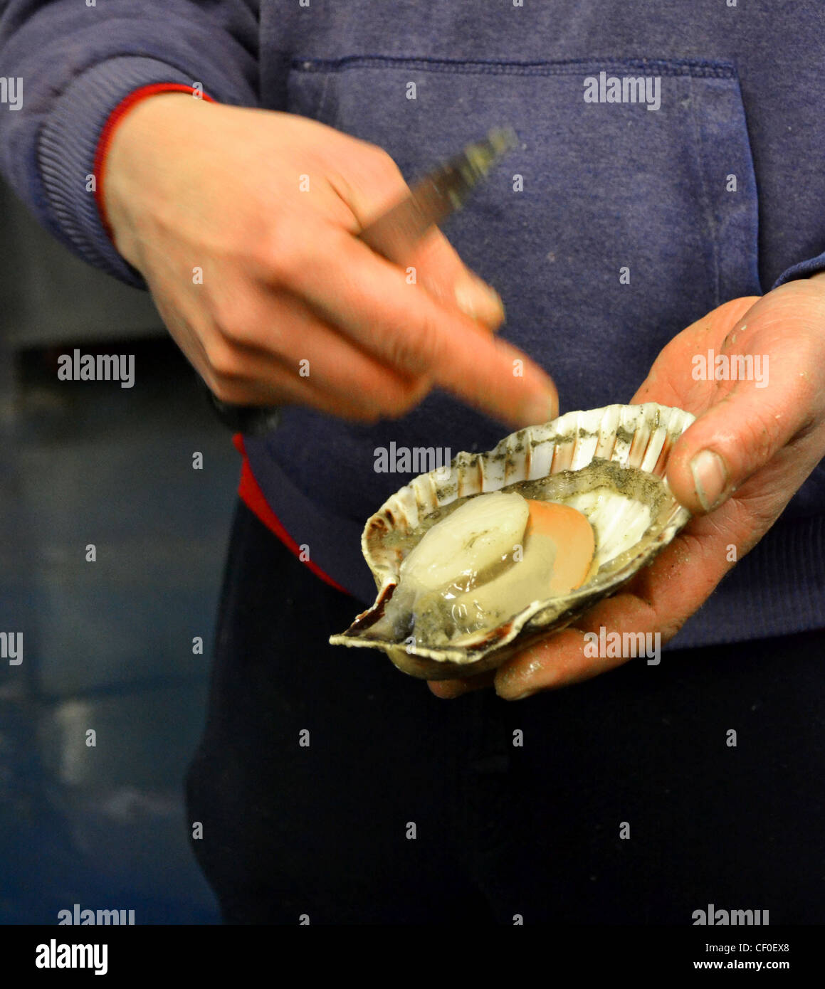Scallopper hi-res stock photography and images - Alamy