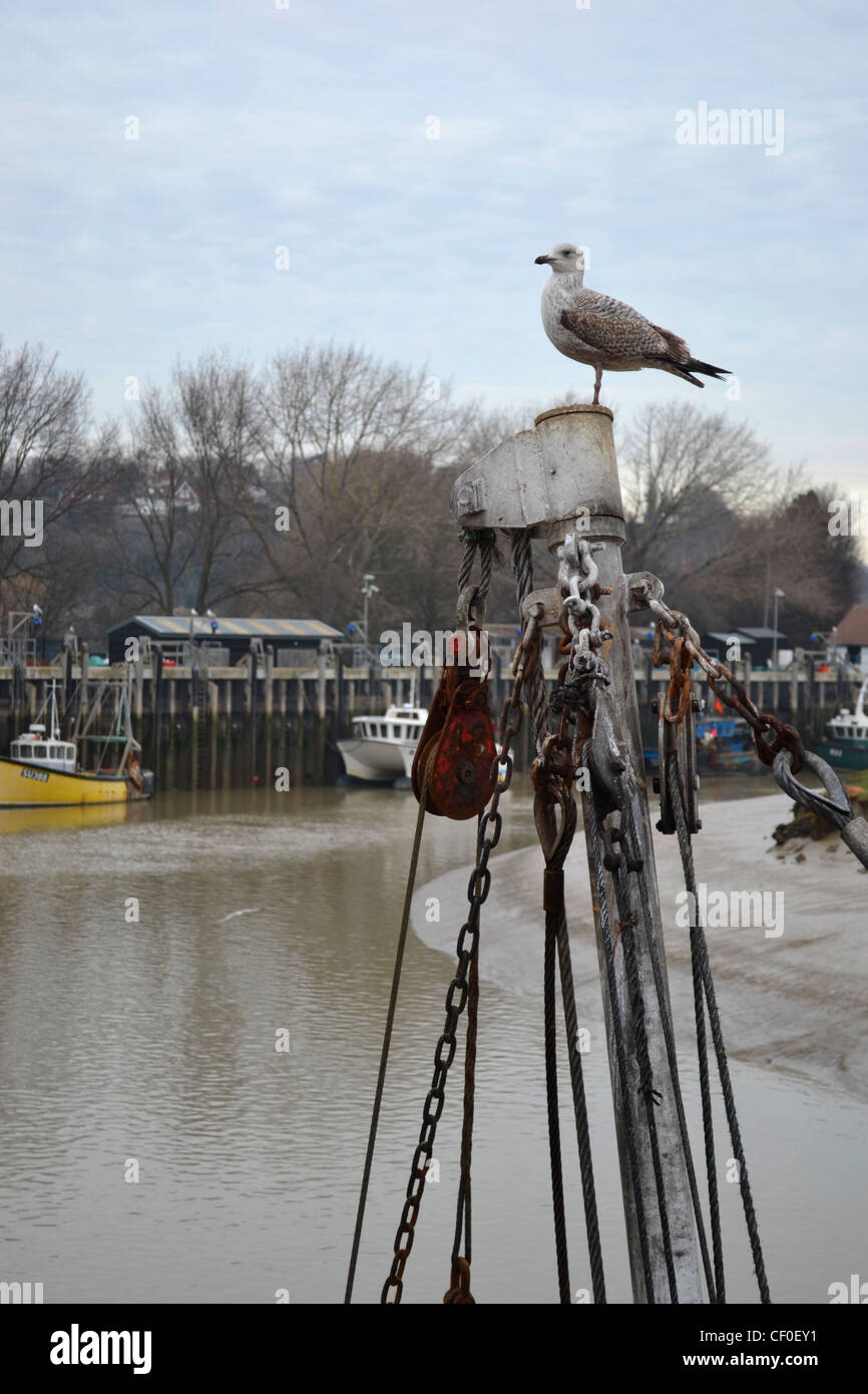 Seagull on the dock in Rye Harbour, England Stock Photo - Alamy