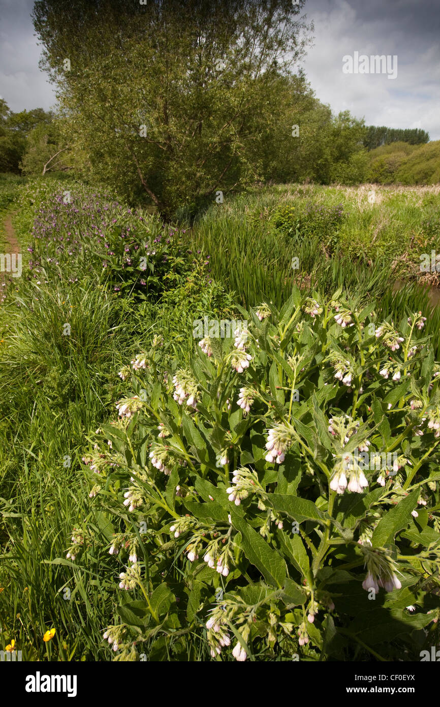UK, England, Isle of Wight, Alverstone, Yar River Trail water meadow ...