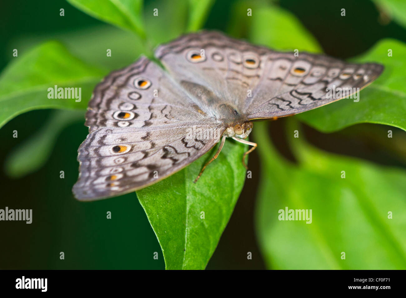 Grey butterfly hi-res stock photography and images - Alamy