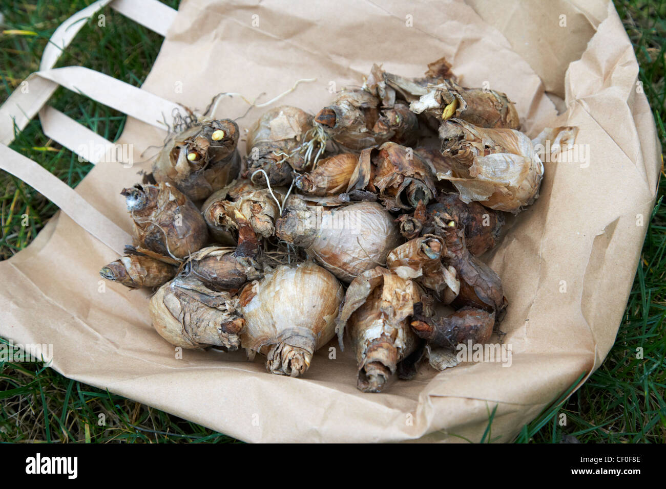 daffodil flower bulbs ready for planting in a garden in the uk Stock ...