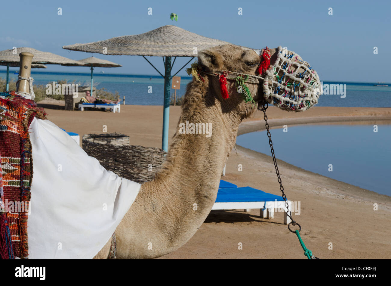 Camel on the beach hi-res stock photography and images - Alamy