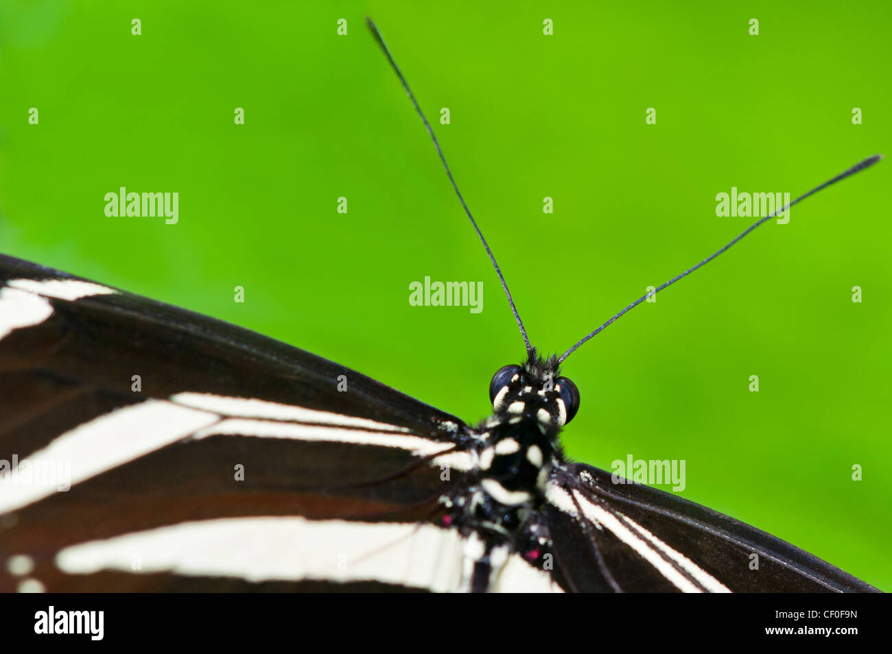 Zebra Longwing butterfly close-up Stock Photo - Alamy