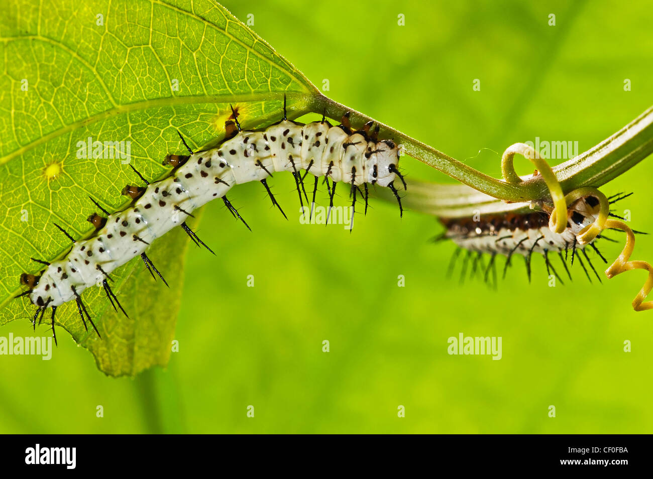 Zebra caterpillar hi-res stock photography and images - Alamy