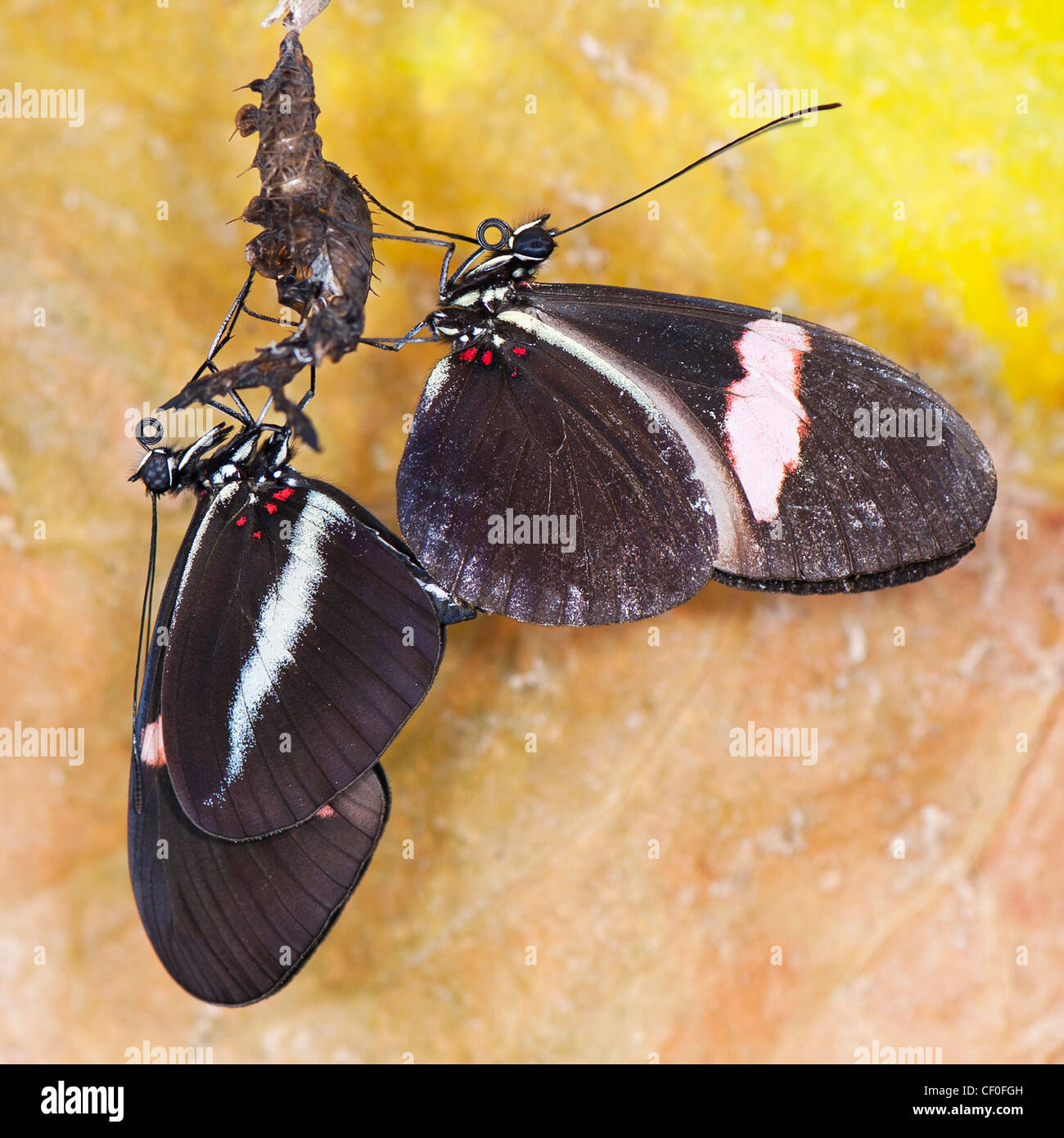 Hatching butterflies hi-res stock photography and images - Alamy