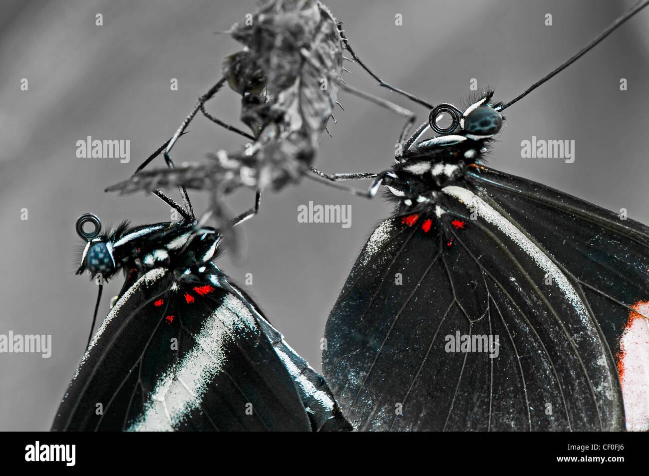 A male Red Postman butterfly mating with a hatching female Stock Photo ...