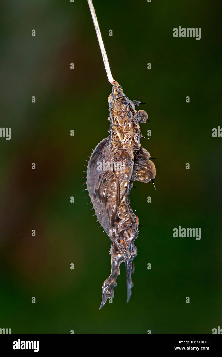 A pupa of the Red Postman butterfly Stock Photo - Alamy