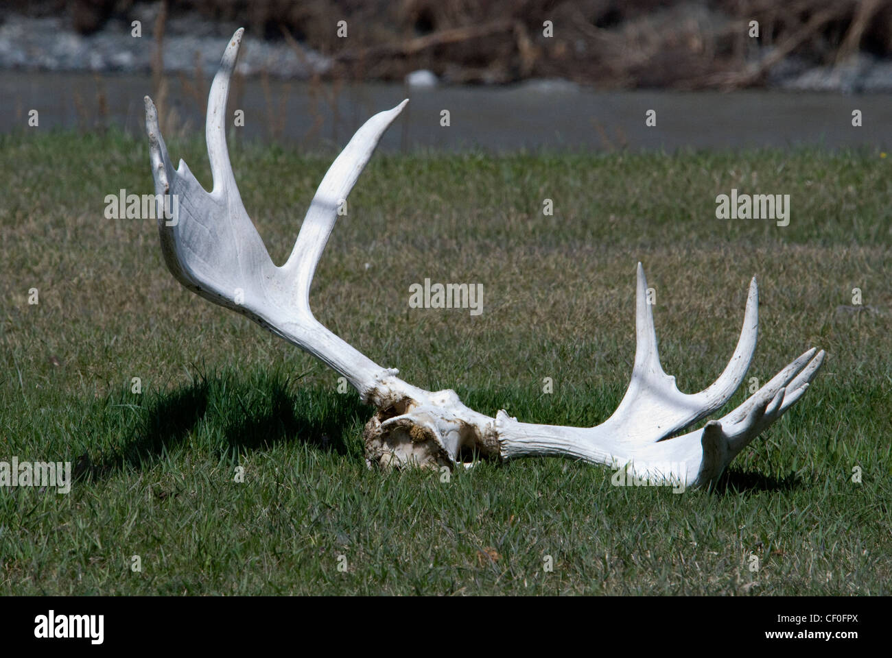 Moose antlers glenallen hi-res stock photography and images - Alamy