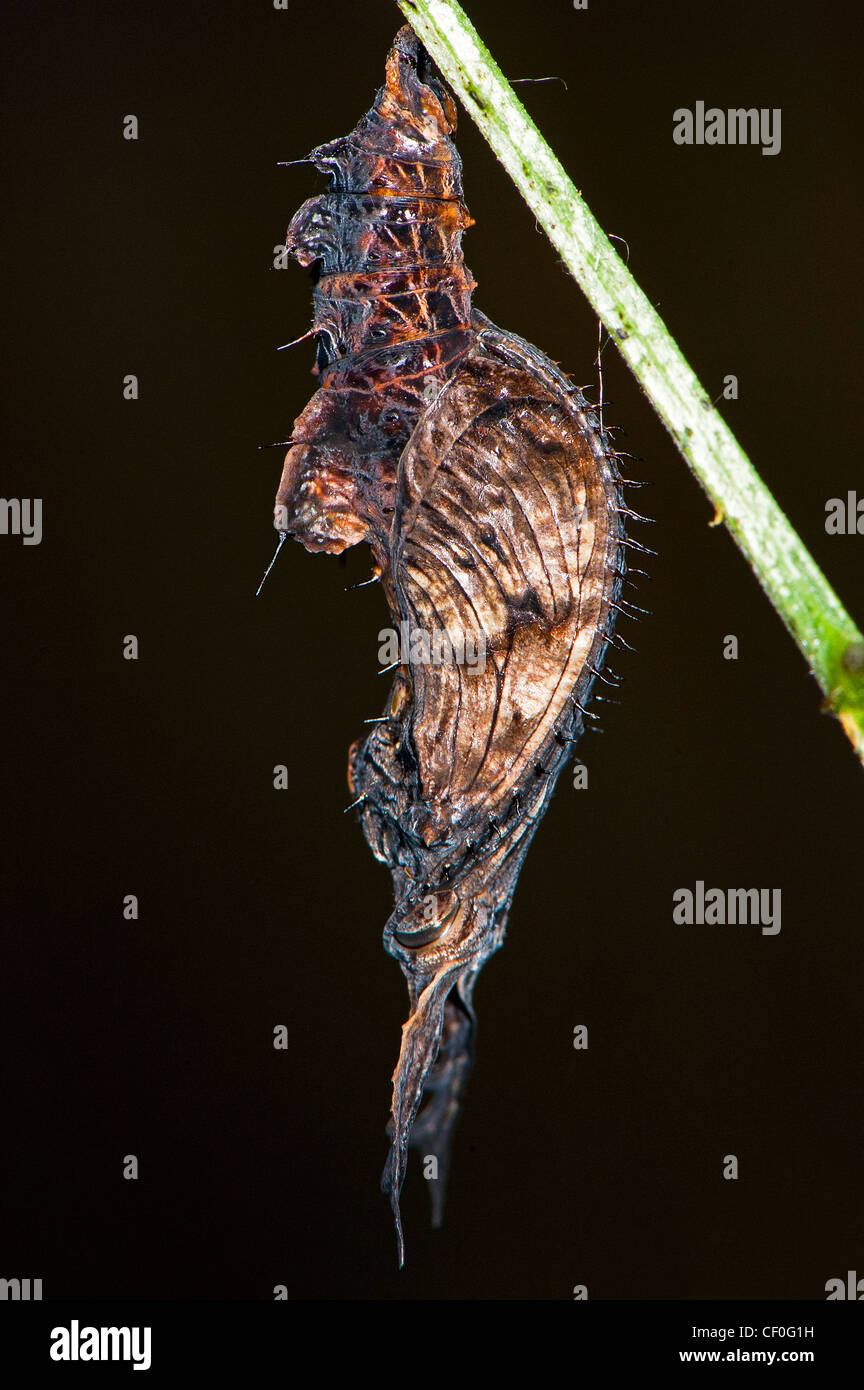Red postman flower hi-res stock photography and images - Alamy