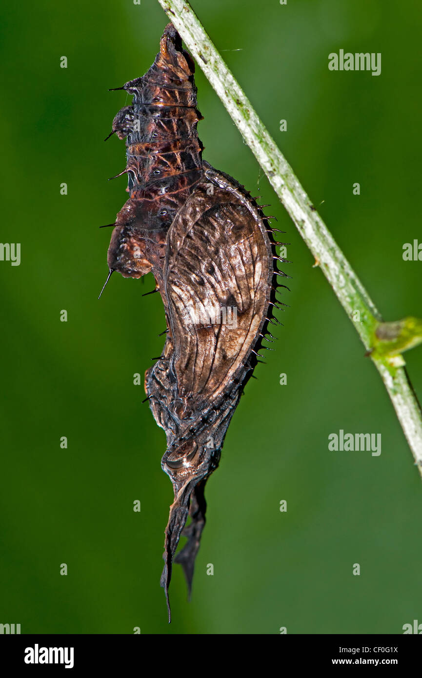 A pupa of the Red Postman Stock Photo - Alamy
