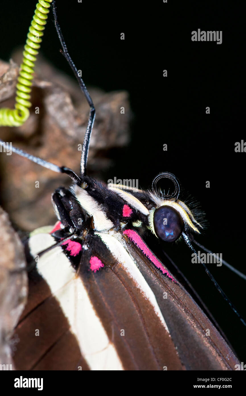 A close-up of a Red Postman Stock Photo - Alamy