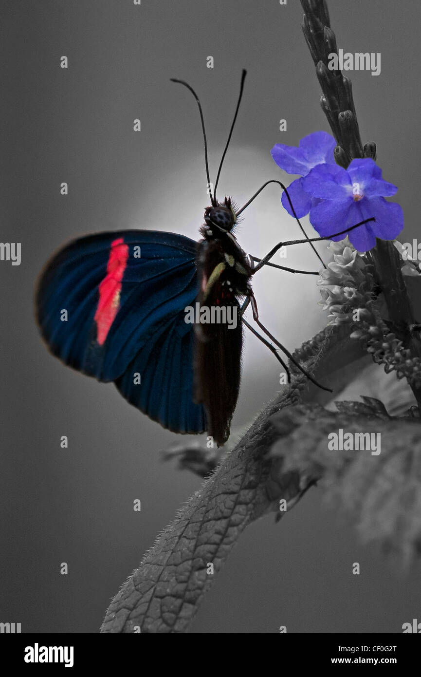 Silhouette of a Red Postman butterfly Stock Photo - Alamy