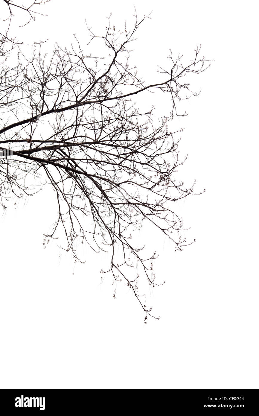 Bare Branches of a tree on a white background in the beginning of the ...