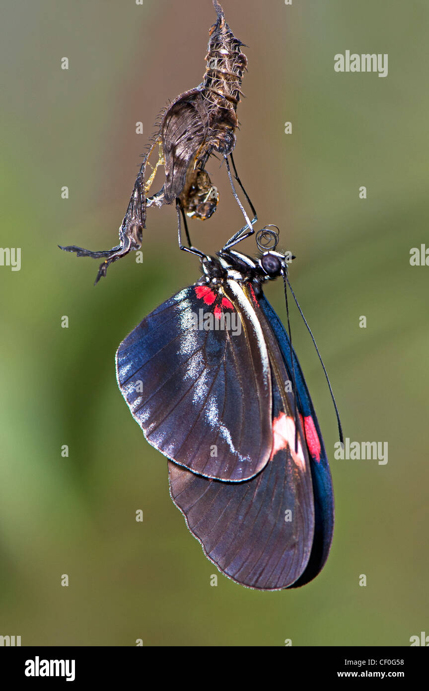 A newly hatched Red Postman butterfly Stock Photo - Alamy