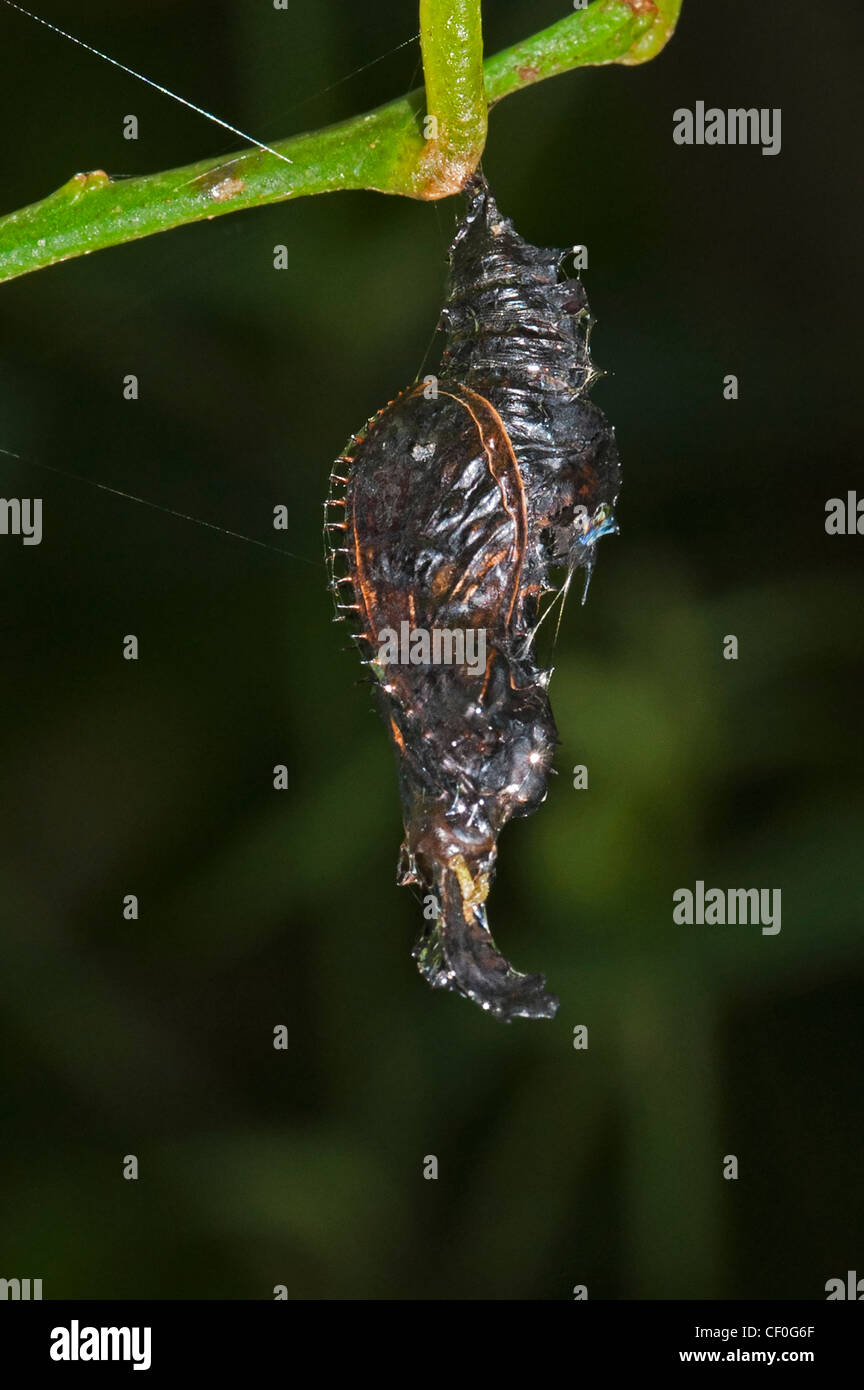 A pupa of the Red Postman butterfly Stock Photo - Alamy