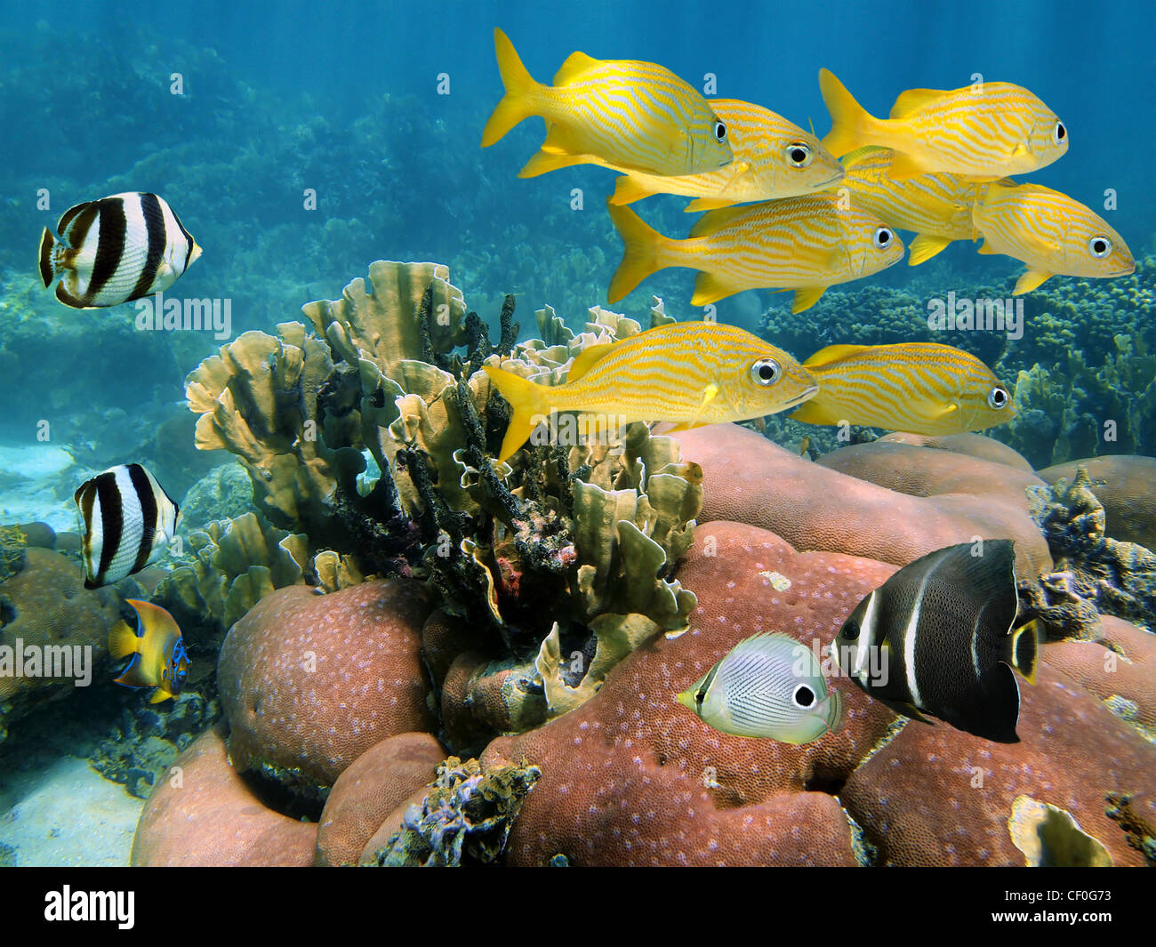 Tropical Reef Fish Species