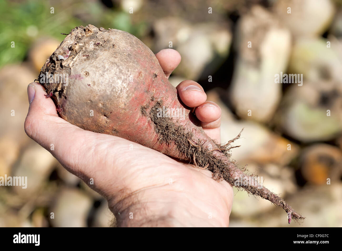 Beet hand hi-res stock photography and images - Alamy