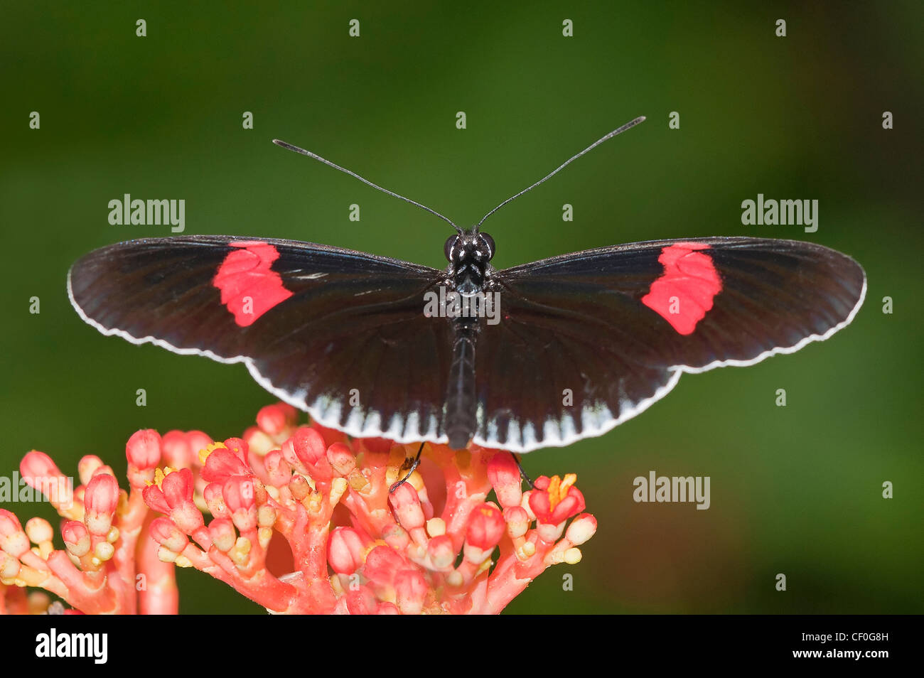Small postman butterfly hi-res stock photography and images - Alamy