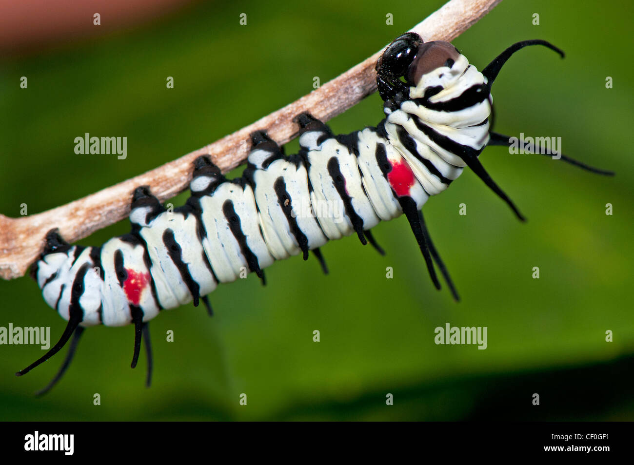 A Great Tree Nymph larva Stock Photo - Alamy