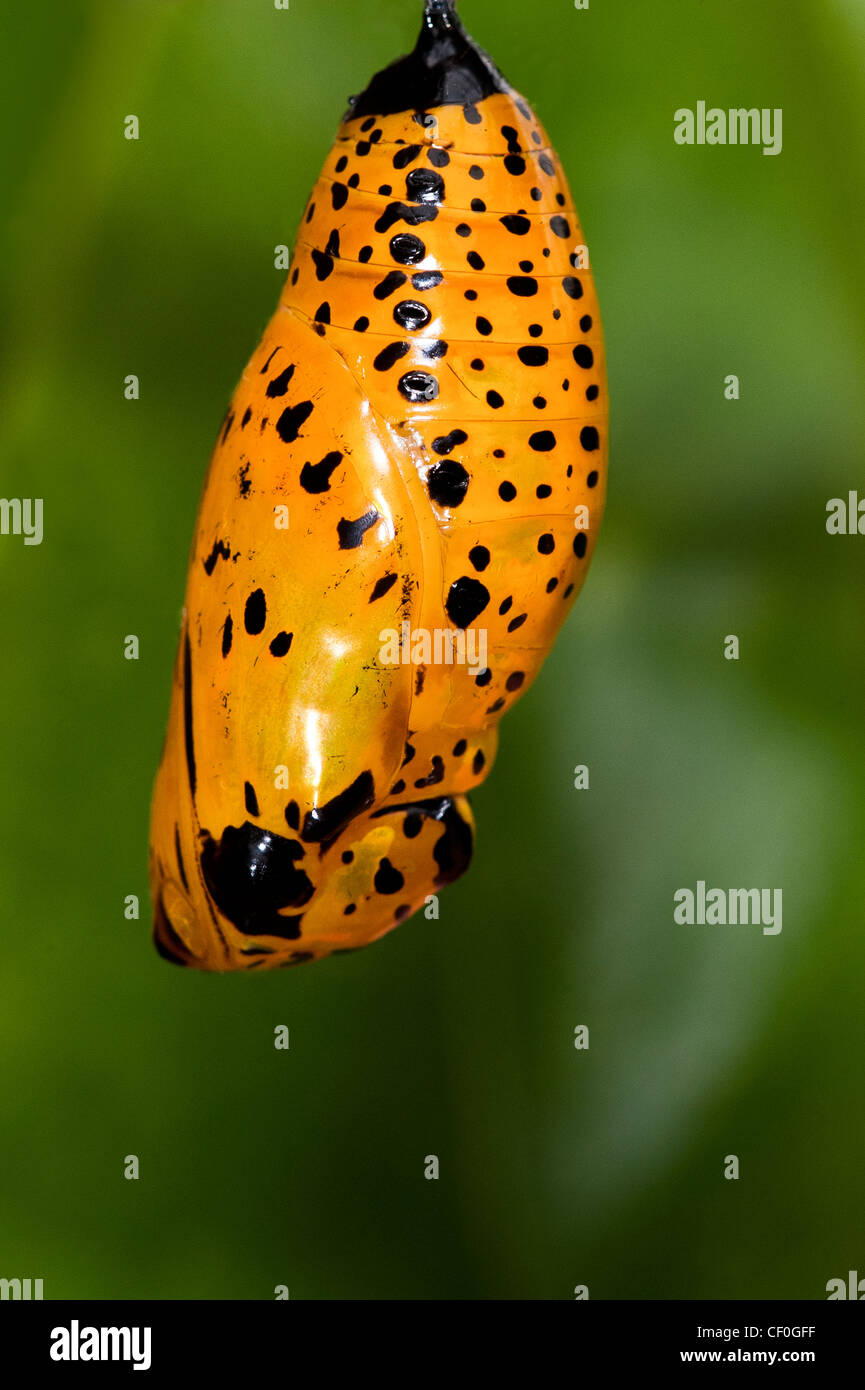 Large tropical butterflies hi-res stock photography and images - Alamy