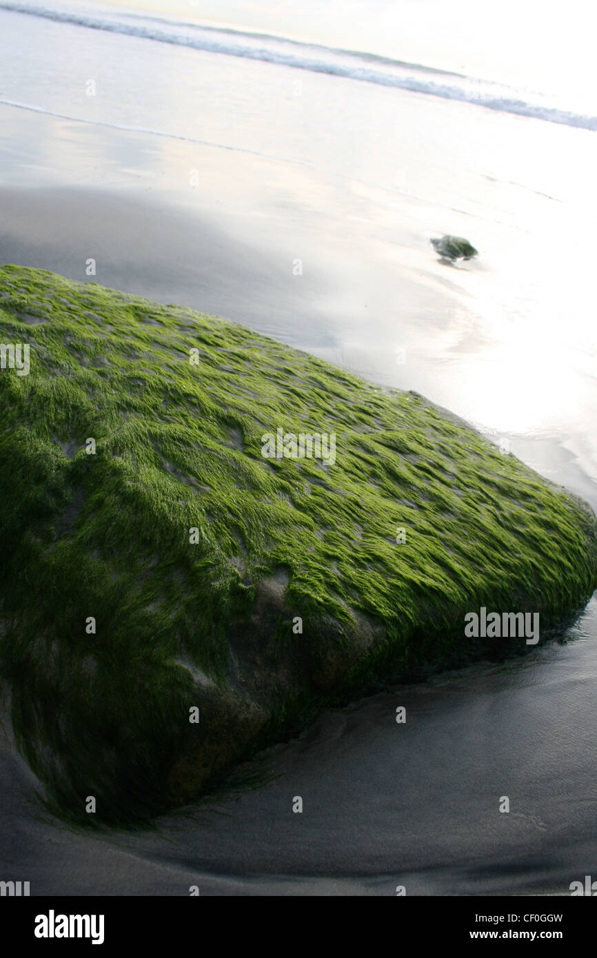 Stone covered moss on sea hi-res stock photography and images - Alamy