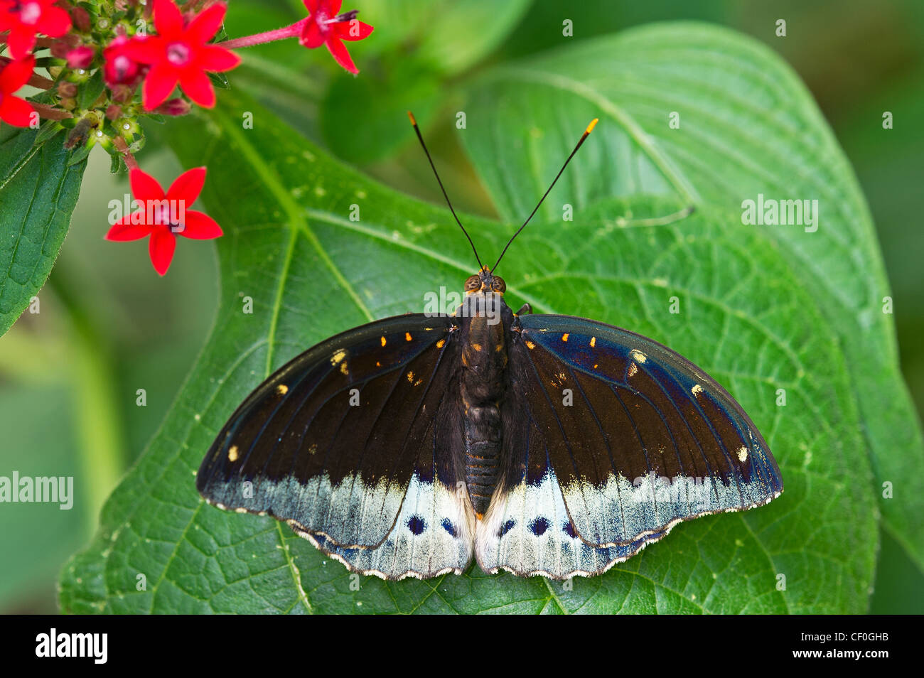 An adult Common Archduke butterfly Stock Photo - Alamy