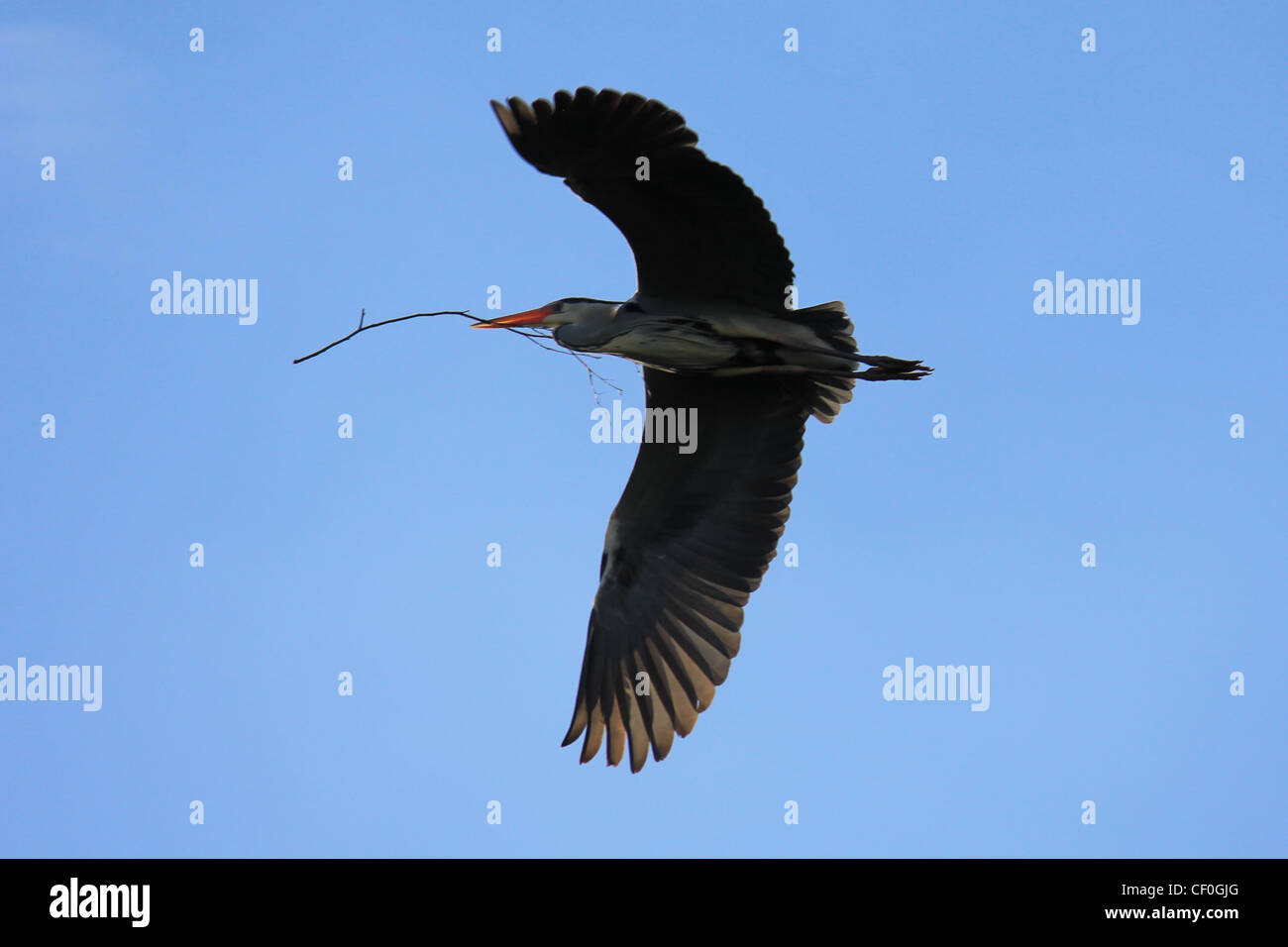Grey Heron in flight Stock Photo - Alamy