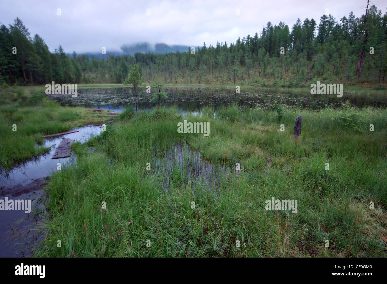 Russia taiga forest hi-res stock photography and images - Alamy