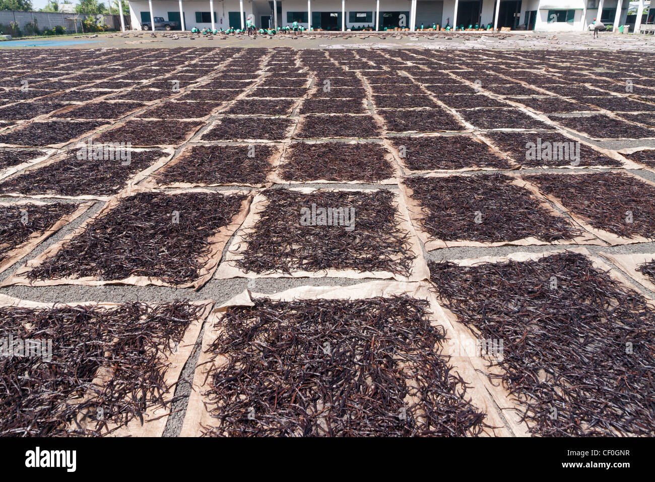 Drying vanilla in a factory in Antalaha, eastern Madagascar Stock Photo ...