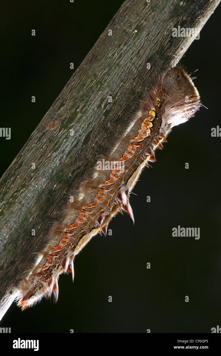 A larva of the Blue Morpho butterfly Stock Photo - Alamy