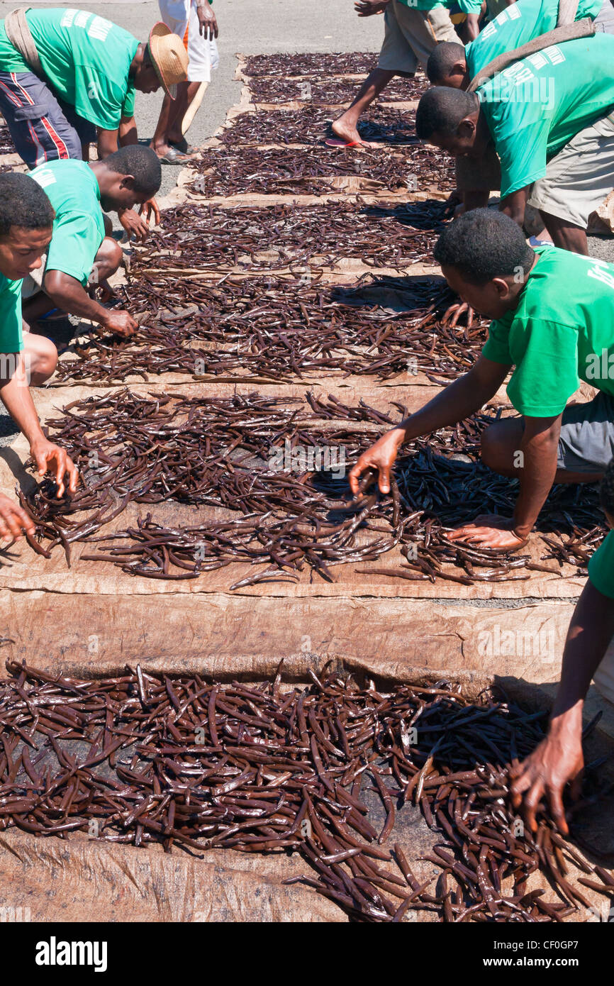 Preparation of vanilla in a factory in Antalaha, eastern Madagascar ...