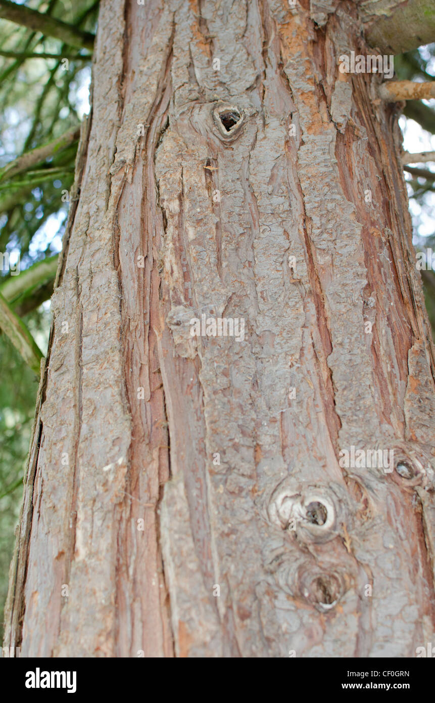 Scots pine tree hi-res stock photography and images - Alamy