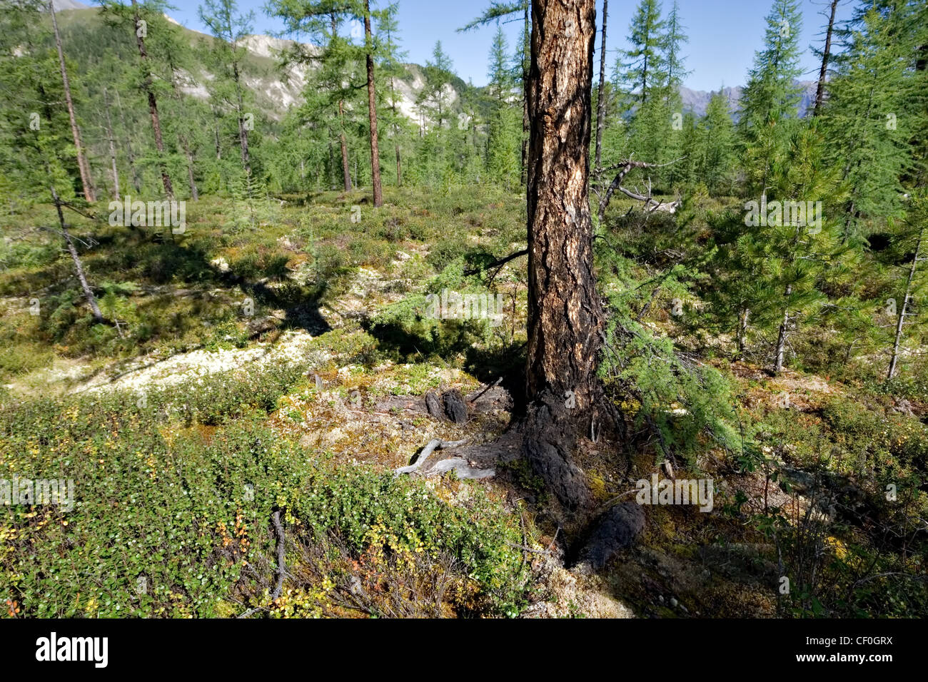 Wild forest in taiga. East Sayan mountains. Butyat republic. Tunkinskie ...