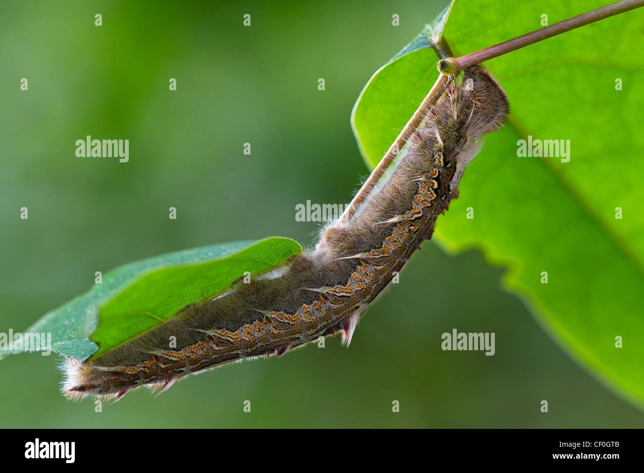 Blue morpho caterpillar hi-res stock photography and images - Alamy