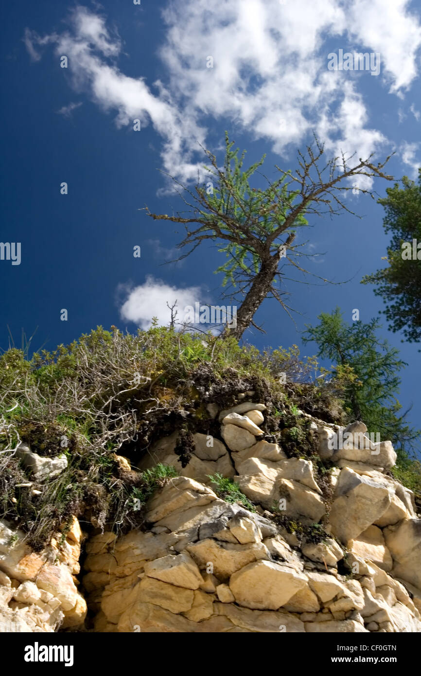 Larch tree on the rock cliff. Nature landscape. Taiga. Siberia. Eastern ...